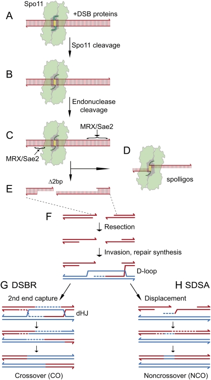 The Mechanism of Double-Strand DNA Break Repair - Online Classes and ...